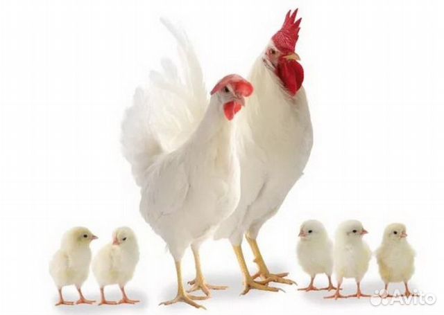 Цыплята декалб уран