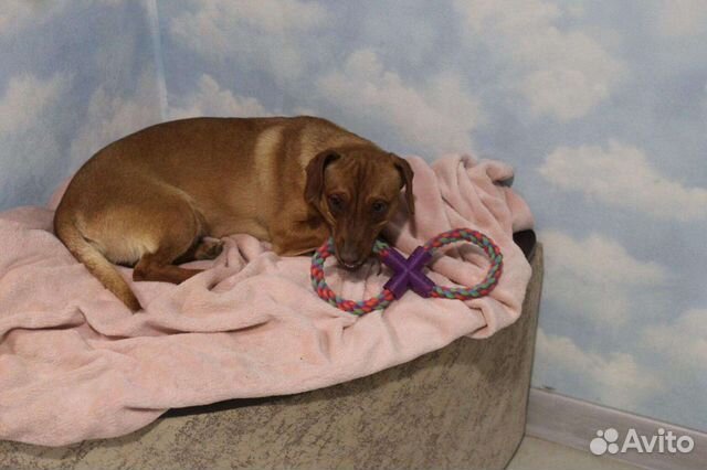 Мелкий пёс ищет дом