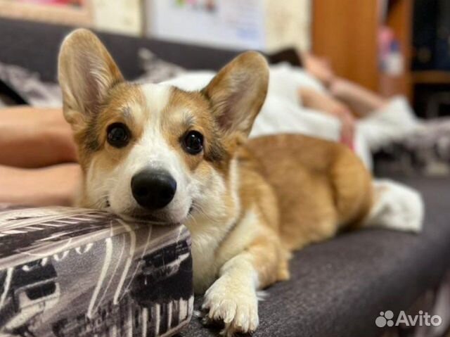 Вязка вельш корги пемброк