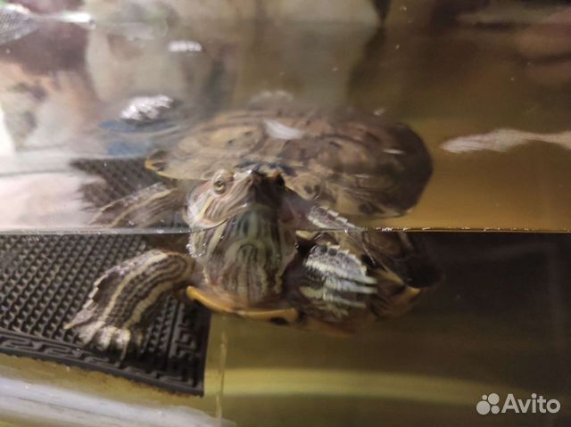 Красноухая черепаха с аквариумом