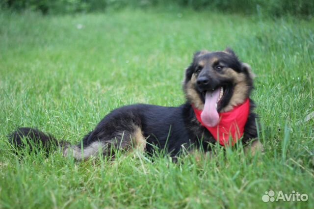 Дени-активный, игривый мишка ищет семью