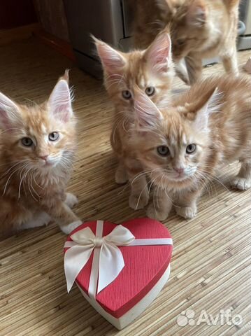 Котята мэйнкун с документами