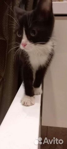 Замечательный котенок в дар
