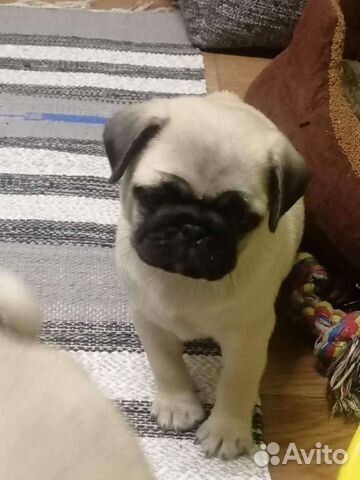 Мопс мальчики