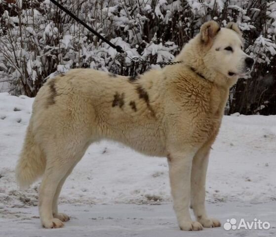 Кавказский волкодав