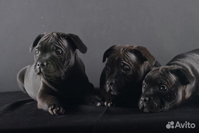 Щенки стаффорщирского бультерьера