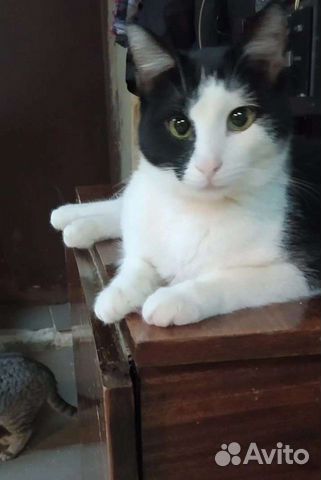 Молодой котик в добрые руки