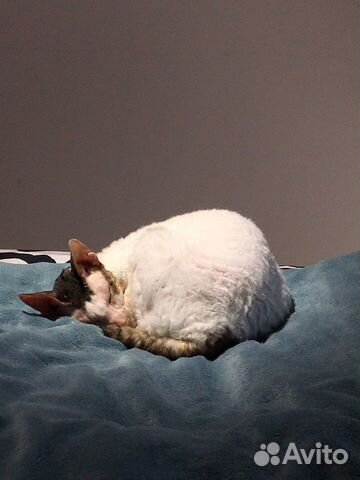 Кошка корниш-рекс отдам