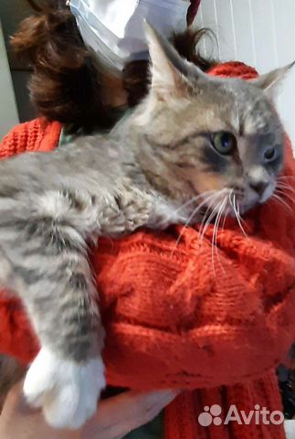 Котенок, кот в добрые руки