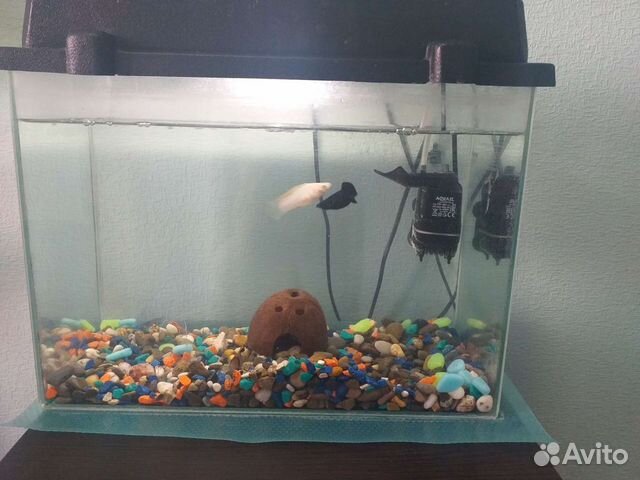 Аквариум с рыбками