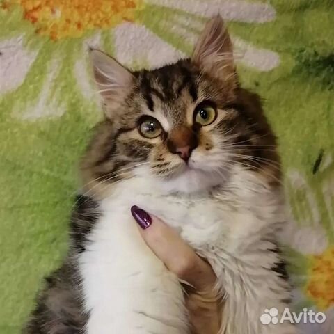 Кошка