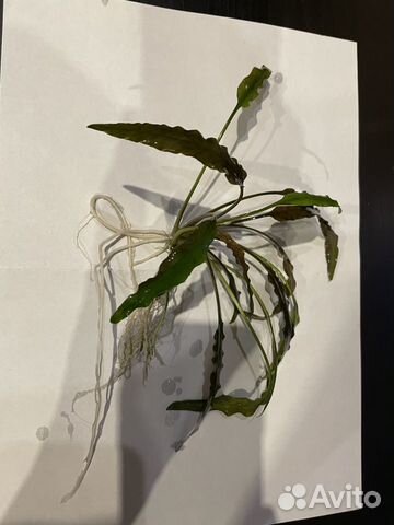 Аквариумные растения