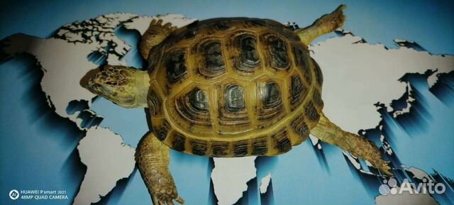 Черепаха сухопутная