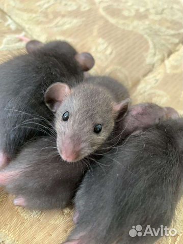 Декоративная крыса