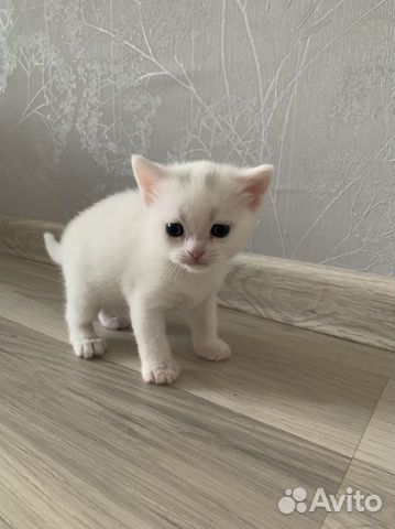 Белый котенок девочка британка