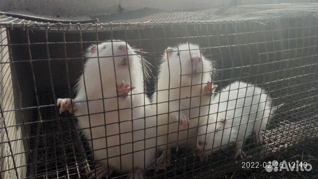 Нутрии на племя