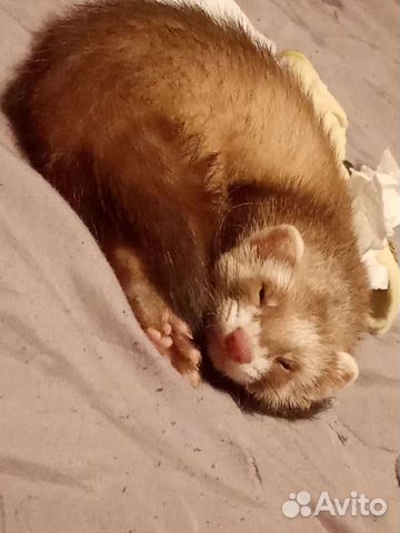 Домашний хорек