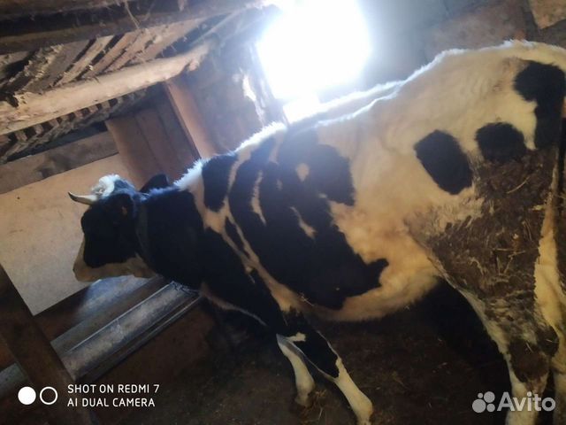 Корова стельная дойная