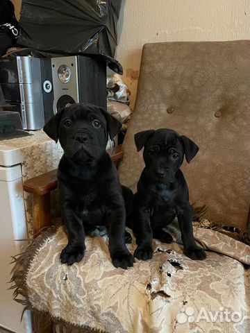 Щенки метисы