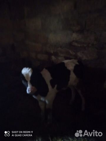 Телочка месячная