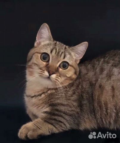 Девочка на коротких лапках