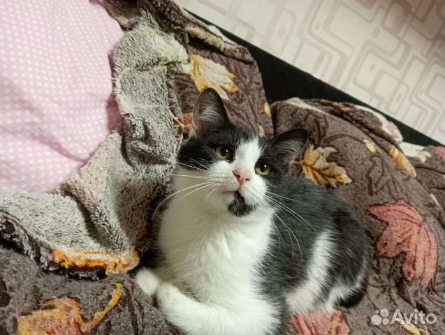 Кошка Машенька