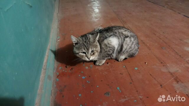 Британский кот