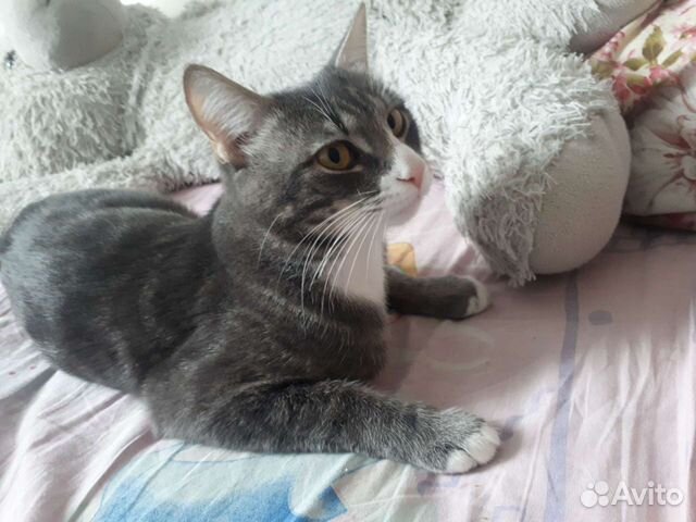 Кот