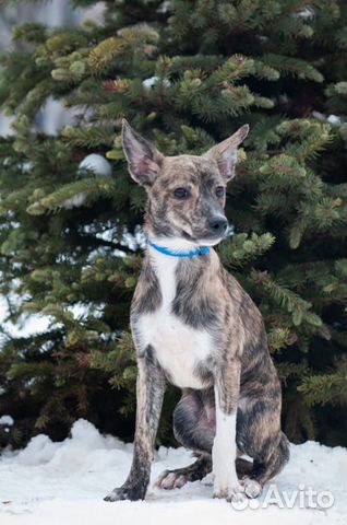 Мальчик ксоло