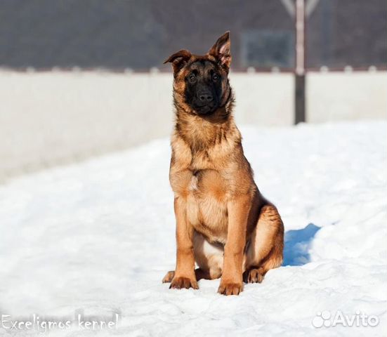 Подрощенный щенок малинуа