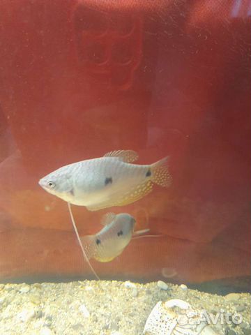 Рыба голубой пятнистый гурами