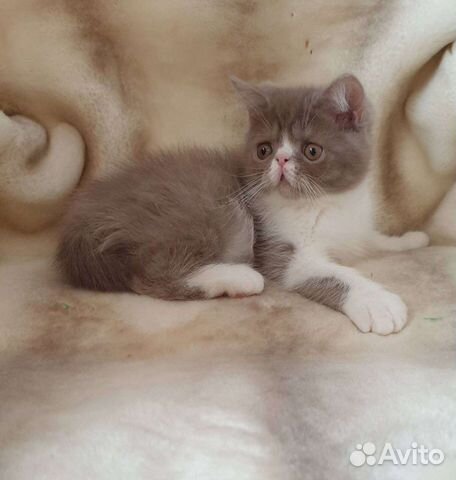 Экзотический мальчик лиловый с белым