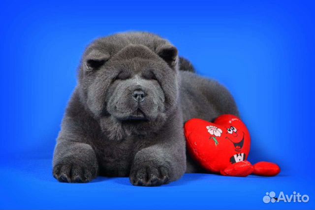Чау-чау голубой малыш
