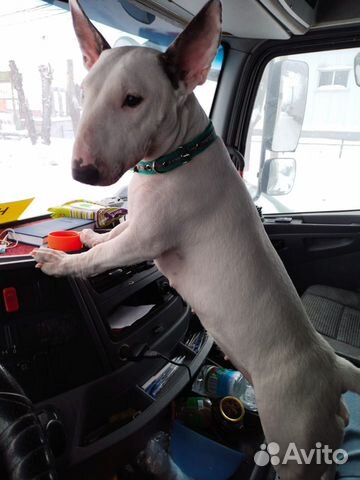 Миниатюрный бультерьер вязка