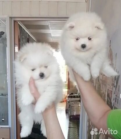 Щенки шпица