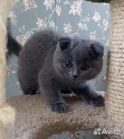 Шотландские вислоухие котята девочки голубой окрас