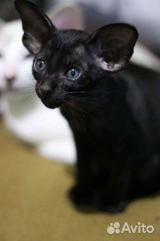Ориентальная кошка