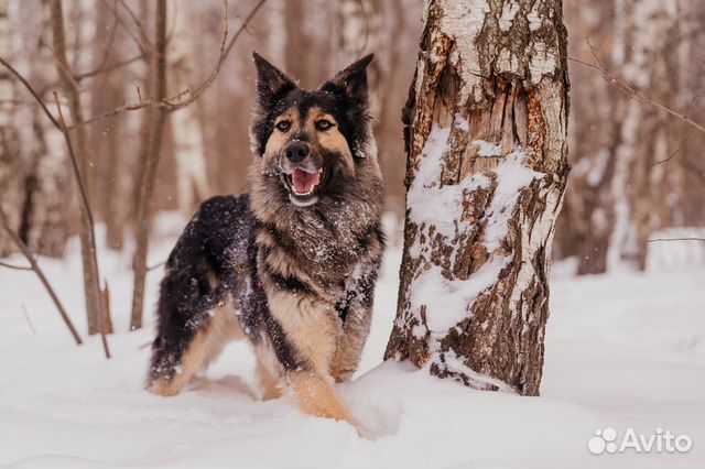 Черный Принц Найджел в поисках дома