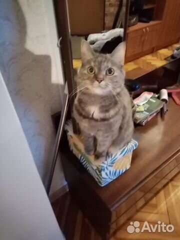 Кошка очень грустит