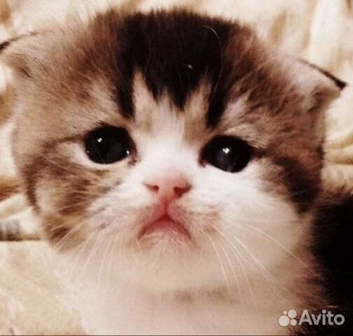 Шотландская вислоухая кошечка
