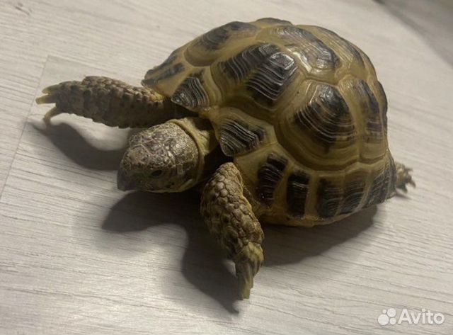 Черепаха