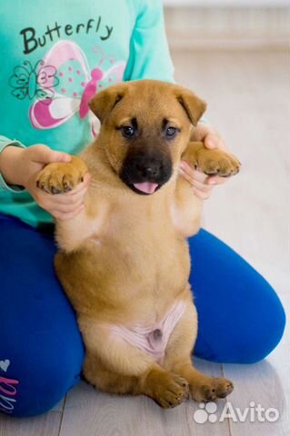 Смешной щенок ищет дом