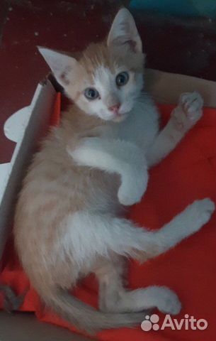 Маленькие котята,которые живут в подьезде