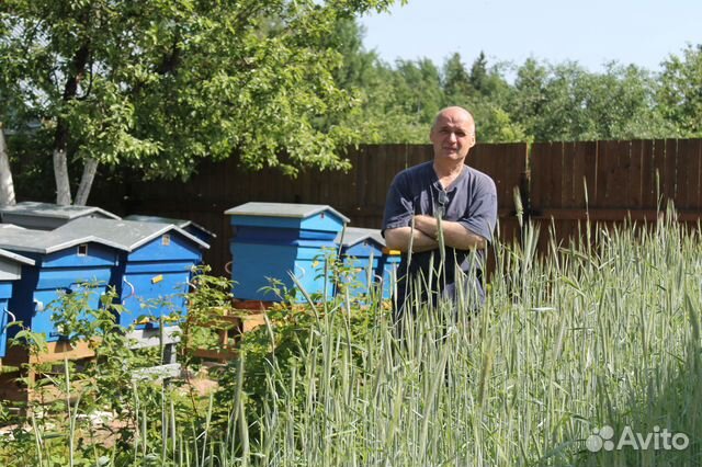 Пчелосемьи, пчёлы карпатки в Санкт-Петербурге
