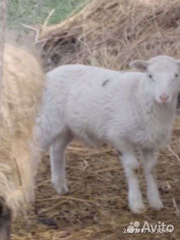 Продаются баранчики Романовка катум 50 на 50 баран