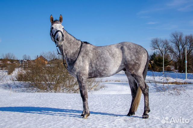 Продажа лошадей