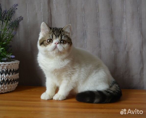 Нежный котик