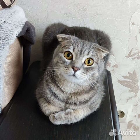Шотландский котик