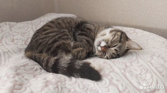 Кошка бесплатно