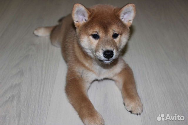 Щенки сиба ину